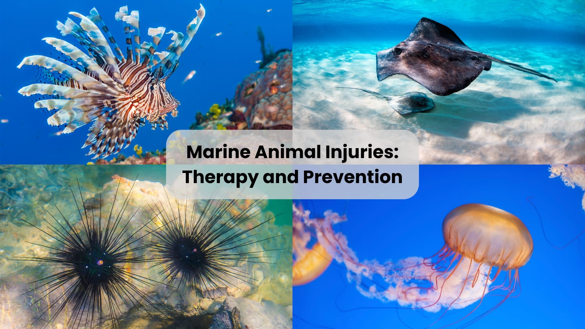 Marine Animal Injuries: Prevention and Therapy Guide